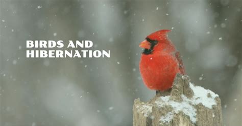 Do Birds Hibernate Why Some Birds Hibernation