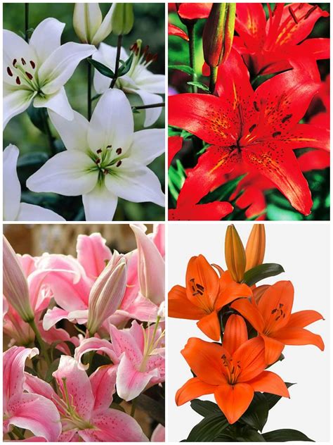 On Onlineshop Лили буюу сараана цэцгийн 4 өнгийн хөөрхөн