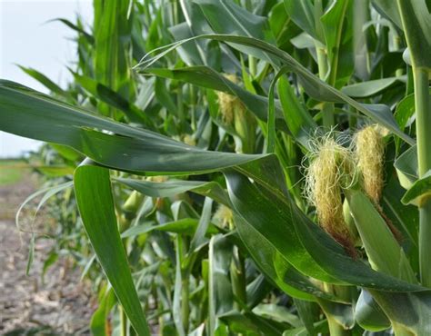 Smartstax Pro Approved Available To Plant In 2022 Agweb