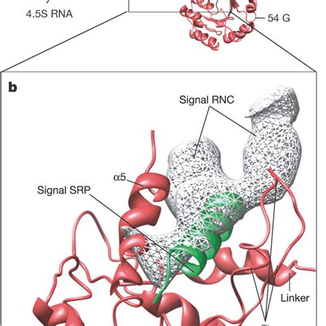 Pdf Following The Signal Sequence From Ribosomal Tunnel Exit To Signal Recognition Particle