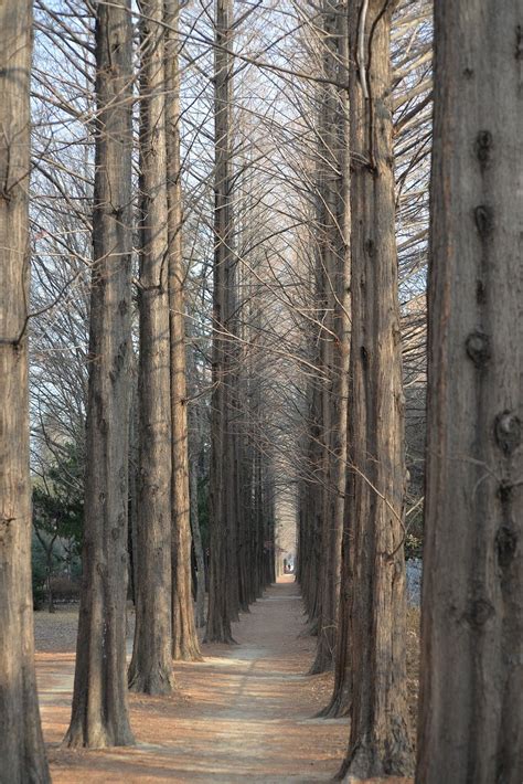 Trees Path Walkway Free Photo On Pixabay