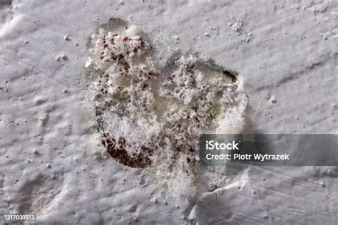 흰색 벽에 금형 곰팡이와 습기로 인한 벽 질감이 손상되었습니다 라이트 배경 곰팡이에 대한 스톡 사진 및 기타 이미지 곰팡이 0명 거친 Istock