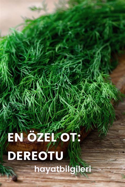 Dereotu Hakkında Bilmeniz Gereken Her Şey Hayat Bilgileri Otlar Sağlıklı Yaşam Sağlıklı