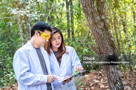 과학자들은 숲에서 식물 종을 연구하고 있습니다 숲에서 돋보기로 잎을 바라보는 남성과 여성 과학자 숲의 과학자 생태학자는 식물의 샘플을 채취합니다 과학 실험에 대한 스톡 사진