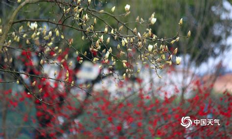 四川广安花开深浅色 一年芳菲始 图片频道