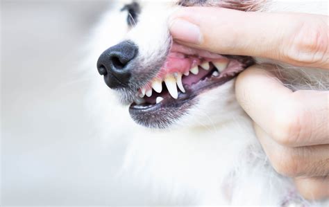 Savet Kako Da Psu O Istite Zube Pet Magazine