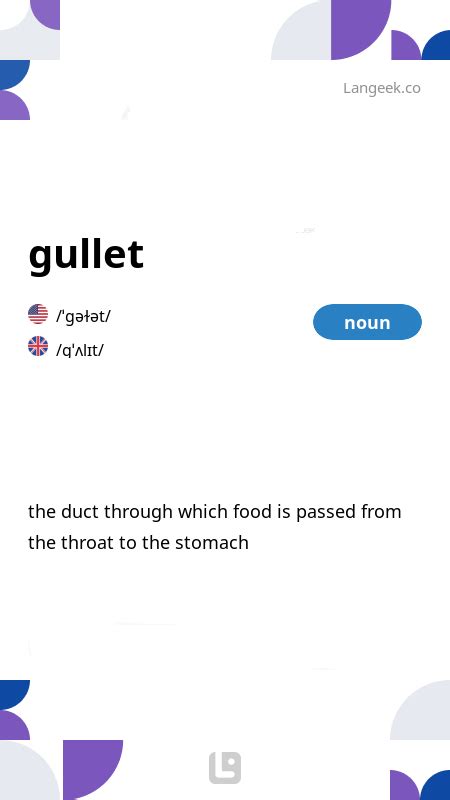 Definition And Meaning Of Gullet Picture Dictionary