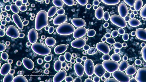 Stained Potato Under Microscope