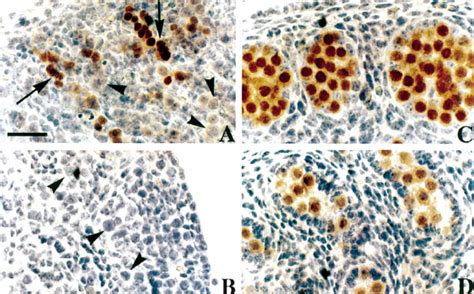 Expression Of Oct 4 In Female A B And Male C D Gonads At 14 5 And Download Scientific