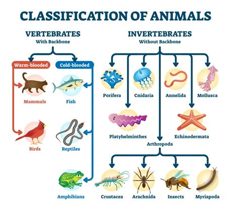 Kingdom Animalia Definition Classification And Characteristics