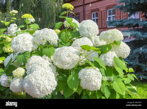 Leaf Of A Garden Hydrangea Hydrangea Macrophylla Hi Res Stock