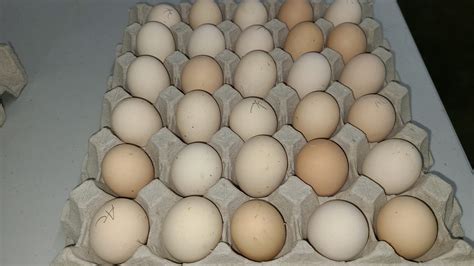 Ayam Cemani Hatching Eggs Cackle Hatchery®
