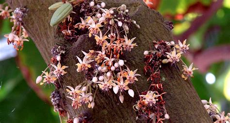 The Flowers That Give Us Chocolate Are Ridiculously Hard To Pollinate
