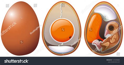 Stages Egg Development Illustration Stock Vector Royalty Free 1127239463 Shutterstock
