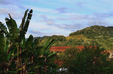 무료 이미지 경치 나무 자연 잔디 하늘 들 목초지 잎 언덕 꽃 녹색 가을 농업 플로라 브라질 트 렌 마리아 후마 카 마르셀 리노 라모스