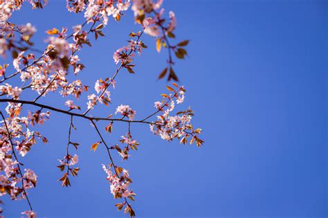사쿠라 나무 그늘 아래 분홍색 사쿠라 꽃 가지 는 햇빛 광선과 푸른 하늘 뒤에 배경웅장한 벚꽃 벚꽃이 피고 있습니다 아름 다운 핑크 꽃입니다 분기 2월에 대한 스톡 사진 및