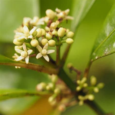 Phelline Brachyphylla · Inaturalist