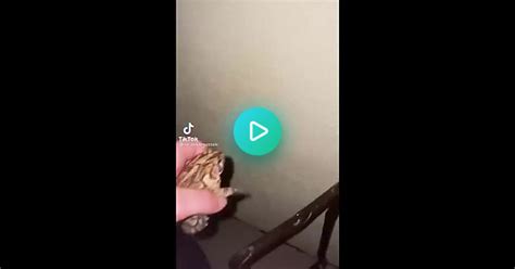 Yoshi The Frog Album On Imgur