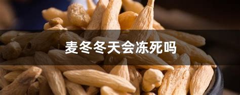 麦冬冬天会冻死吗 如意谷
