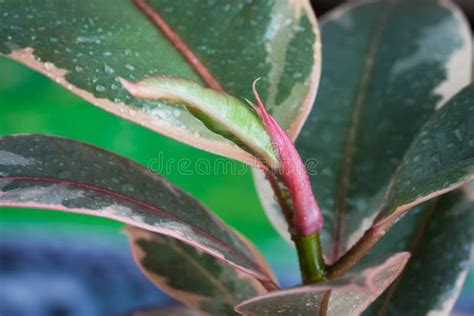 Planta De Ficus Elastica Ruby Branch E Folhas Coloridas Com Gotas