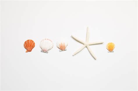 흰 배경에 조개와 불가사리 여름 해양 장식 플랫 레이 상단 뷰 복사 공간 감금 상태에 대한 스톡 사진 및 기타 이미지 감금 상태 개념 개념과 주제 Istock
