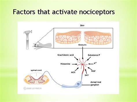 Primary Somatosensory Somesthetic Cortex Si Somatosensory Cortex A