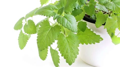 How To Grow Catnip Indoors Indoor Gardening