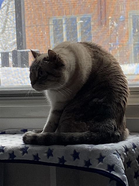 Cursedsoup Rcursedcats