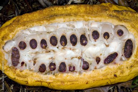 Cocoa Pods Theobroma Cacao Opened Cocoa Pod Showing Beans Inside Stock Photo Adobe Stock