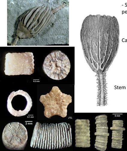 Fossils For Sedimentology Lab Exam Flashcards Quizlet