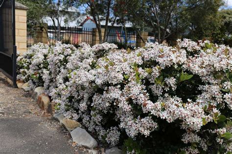 Top Hedges For Clay Soil Best Plants
