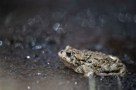 A Collaborative Quest To Save An Endangered Toad From Extinction