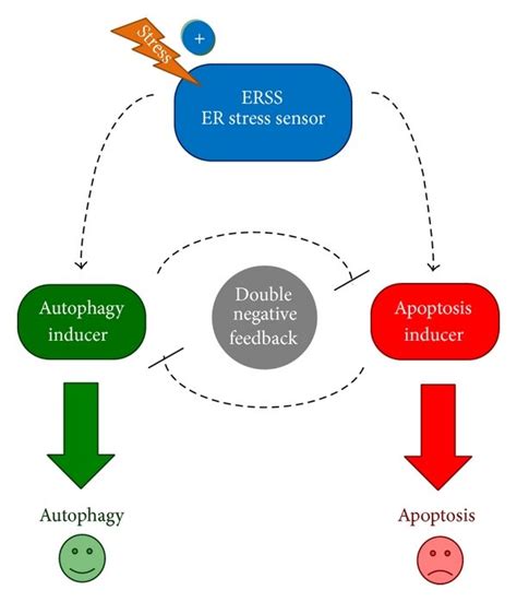 The Schematic Model Of Autophagy Apoptosis Crosstalk During Er Stress