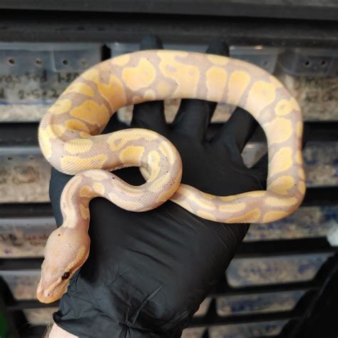 Pastel Coral Glow Ball Python By Pacific Northwest Pythons Morphmarket