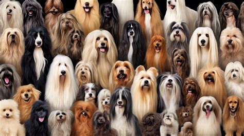 Top Long Haired Dog Breeds A Guide To Fluffy Canine Companions By