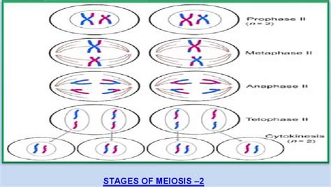 Chapter 10 Cell Cycle And Cell Division Plus One