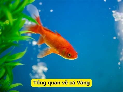 Top 10 Các Loài Cá Vàng Phổ Biến Dễ Nuôi Tại Nhà