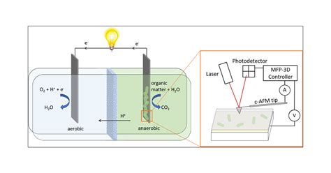 Visualization Of Charge Transfer From Bacteria To A 58 Off