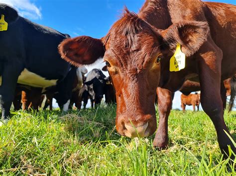 Small Pork Pack Farmer Butcher