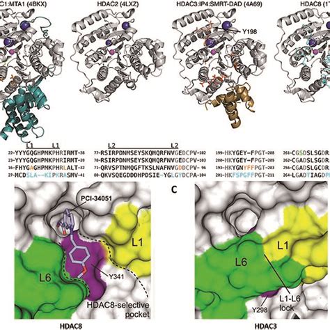 A Class I Hdac Crystal Structures This Figure Was Cited From Ref