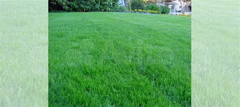 Семена газонной травы травосмесь сеянный газон купить в Перми Товары для дома и дачи Авито