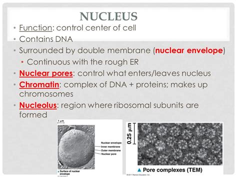 Chapter 6 A Tour Of The Cell Ppt Video Online Download