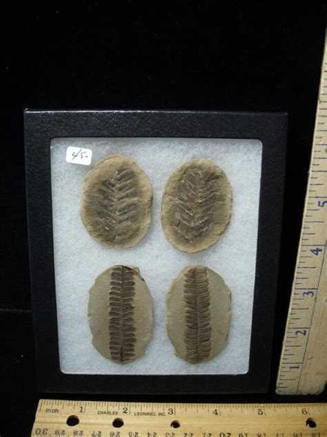 Mazon Creek Fern Fossil Nodules S The Stones Bones Collection