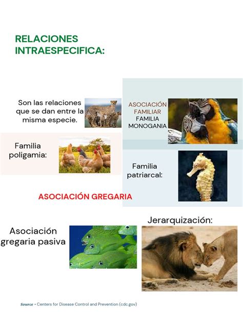 Relaciones Intraespecíficas Y Asociaciones Pdf Ciencias Sociales