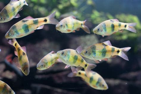 Karstens Blog Barbodes Dunckeri „barbus Everetti“ Die Clownbarbe