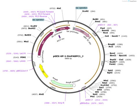 Addgene Pgex 6p 1 Dmpabpc1 J