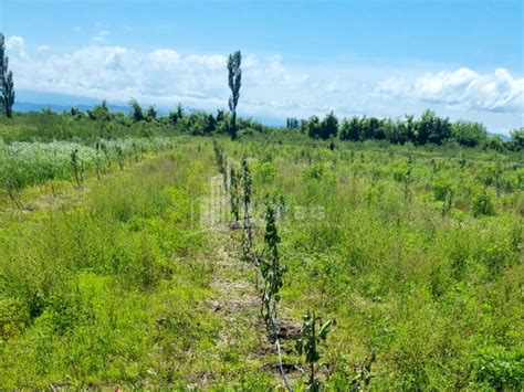 იყიდება მიწის ნაკვეთი სენაკი სამეგრელო ზემო სვანეთი