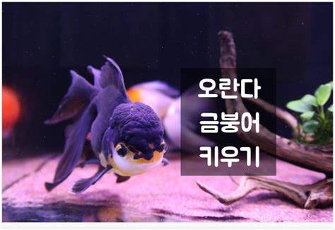 오란다 금붕어 키우기 2자 금붕어어항 근황 네이버 블로그