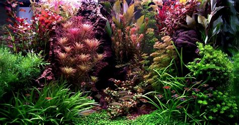 🚩 Аквариумные растения какие можно назвать самыми неприхотливыми