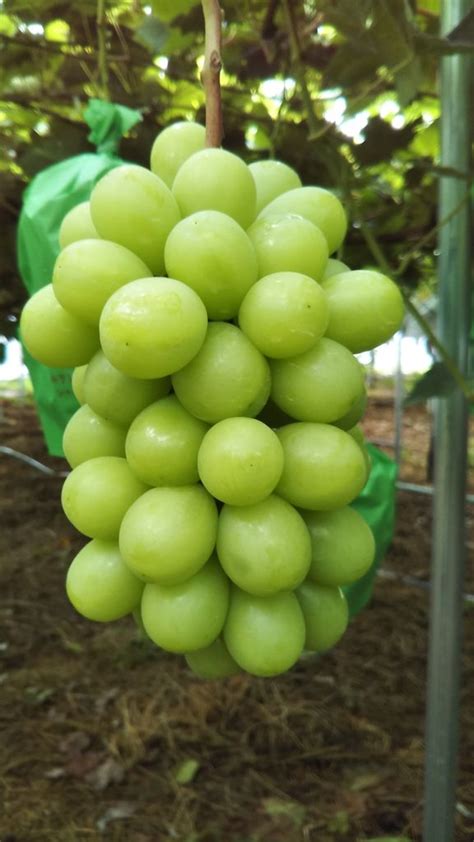 静岡のぶどう狩りランキングtop8 じゃらんnet